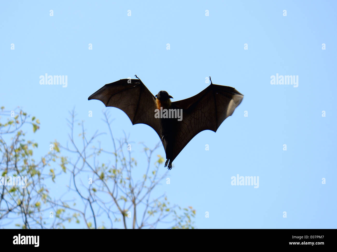 male lyie's flyingfox flying in the sky Stock Photo - Alamy