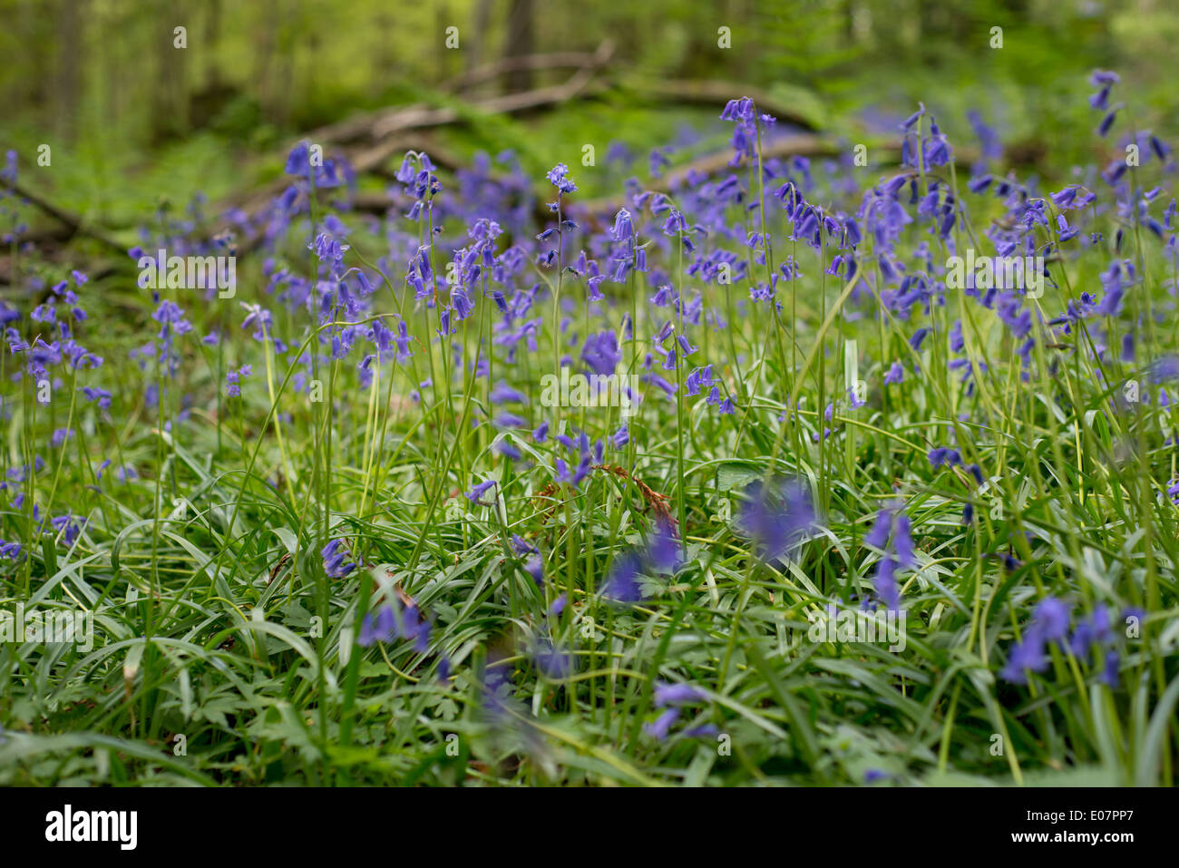 Bluebell season uk hi-res stock photography and images - Alamy