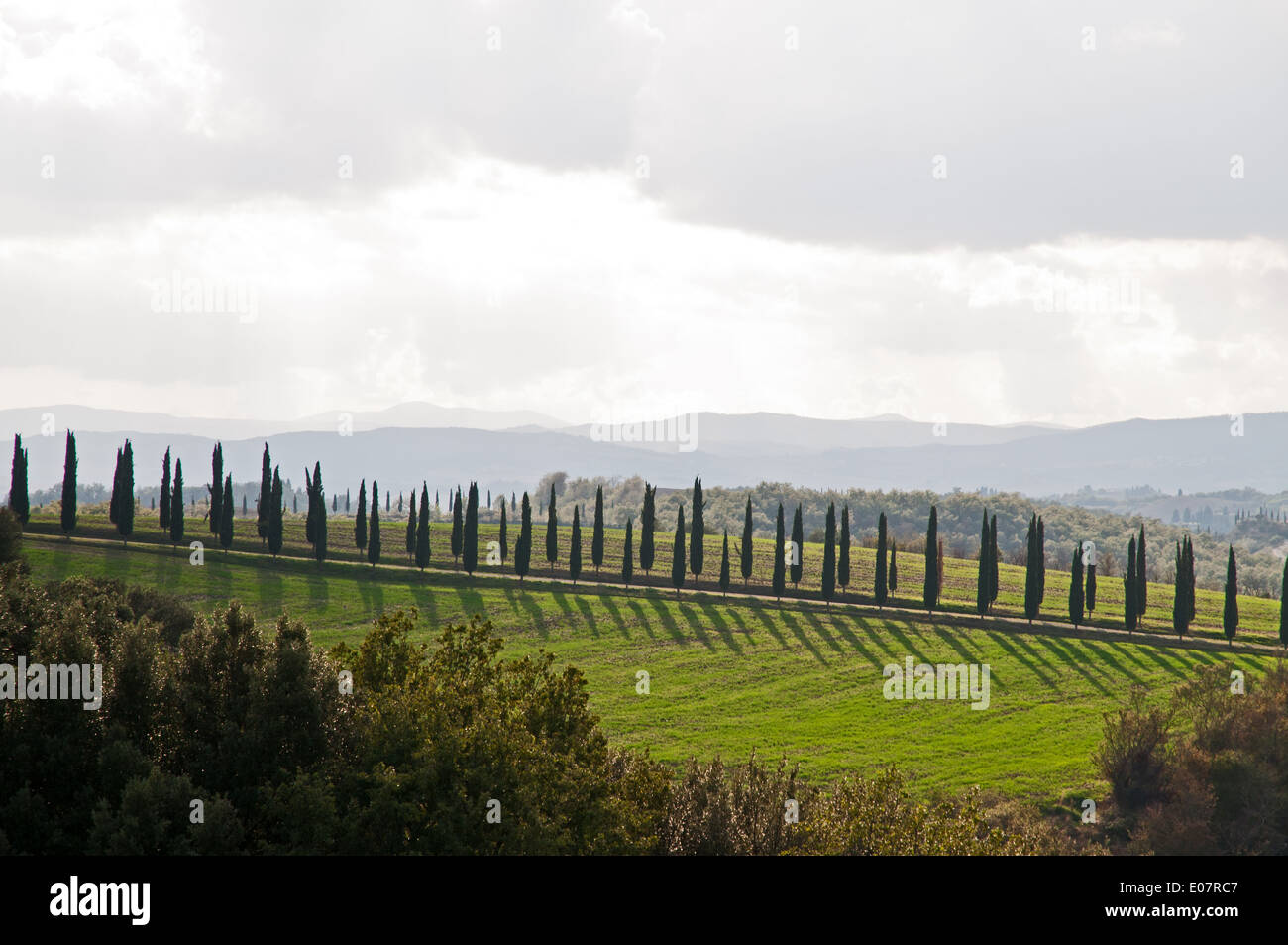 Tree line europe hi-res stock photography and images - Alamy