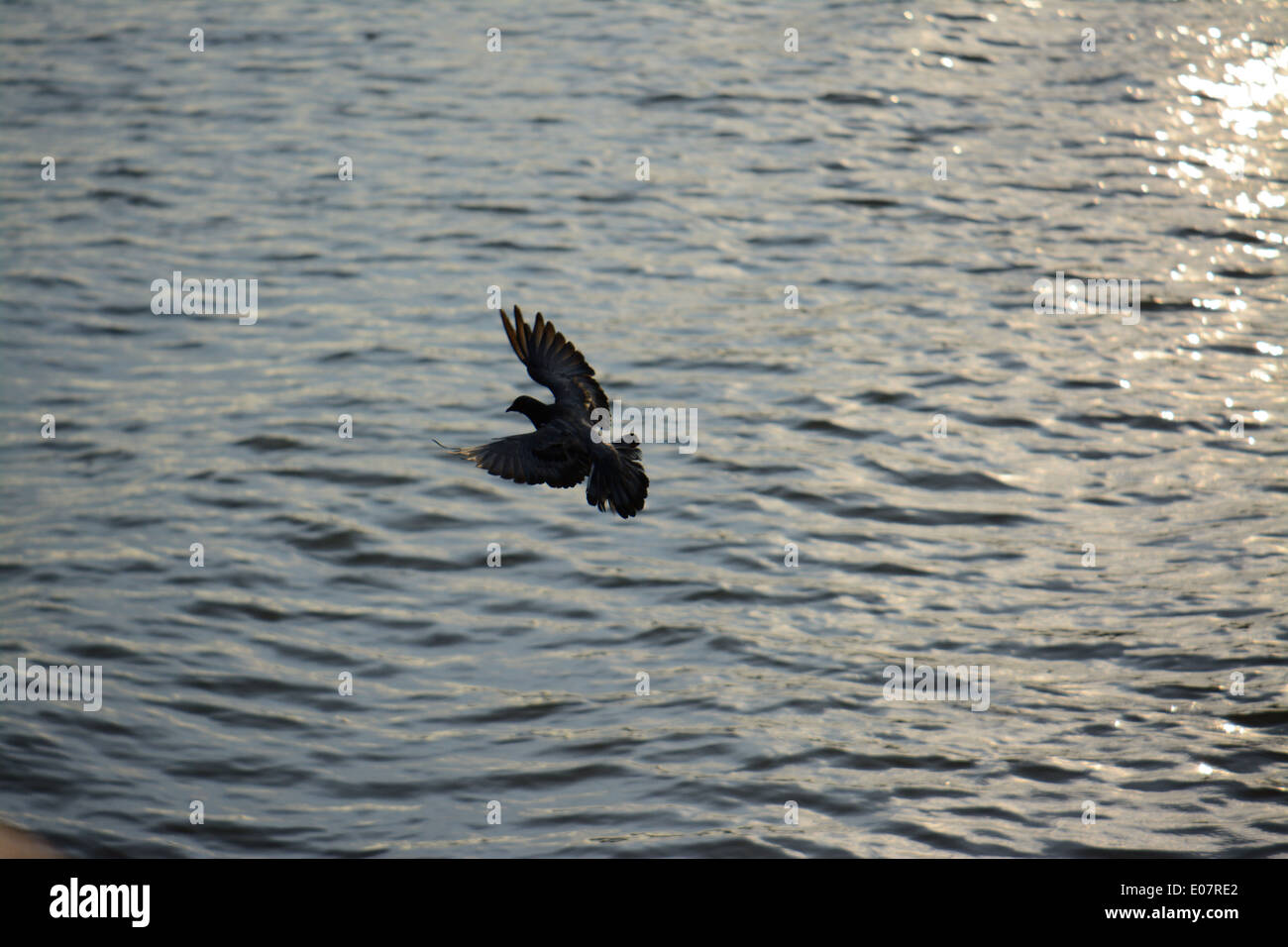 Asian rock pigeon hi-res stock photography and images - Alamy