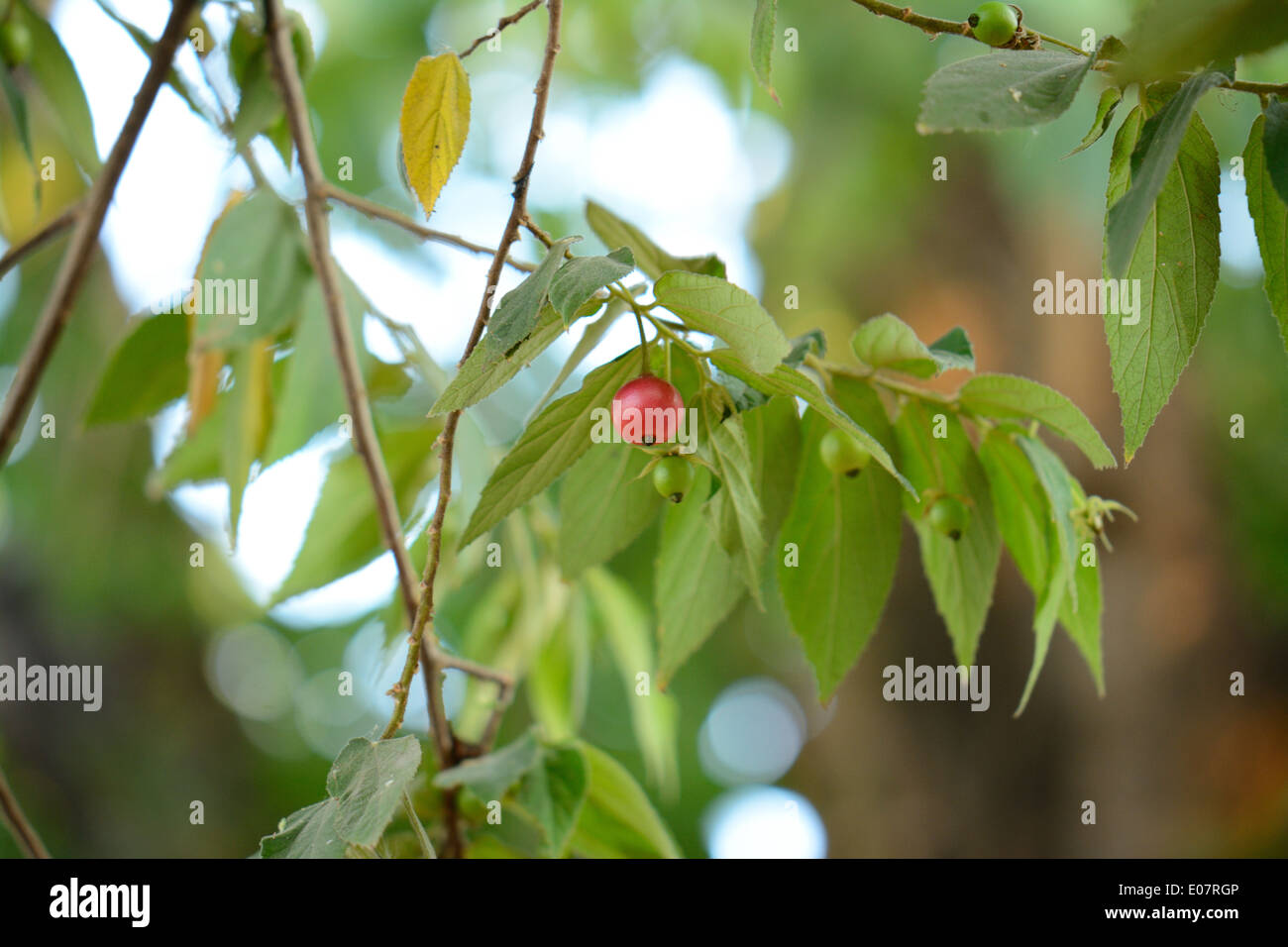 beautiful Calabura Tree (Muntingla calabura) in garden of Thailand ...