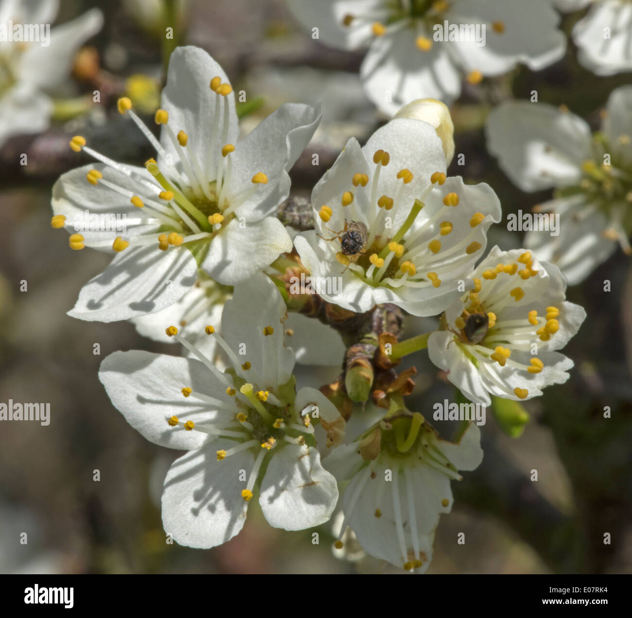 Blackthorn Blossom. One of the earliest hedgerow flowers in spring ...