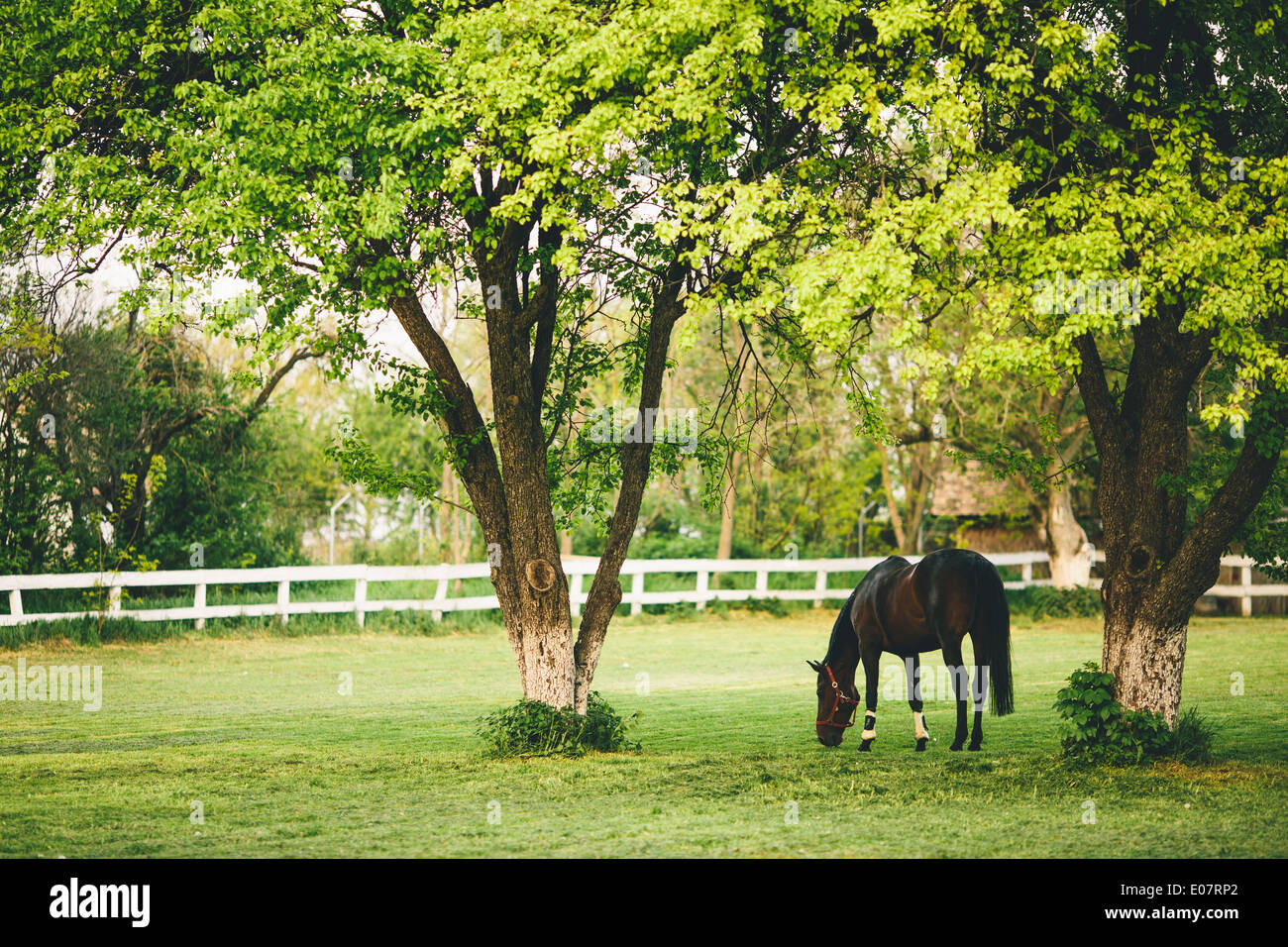 Horse on the farm Stock Photo - Alamy