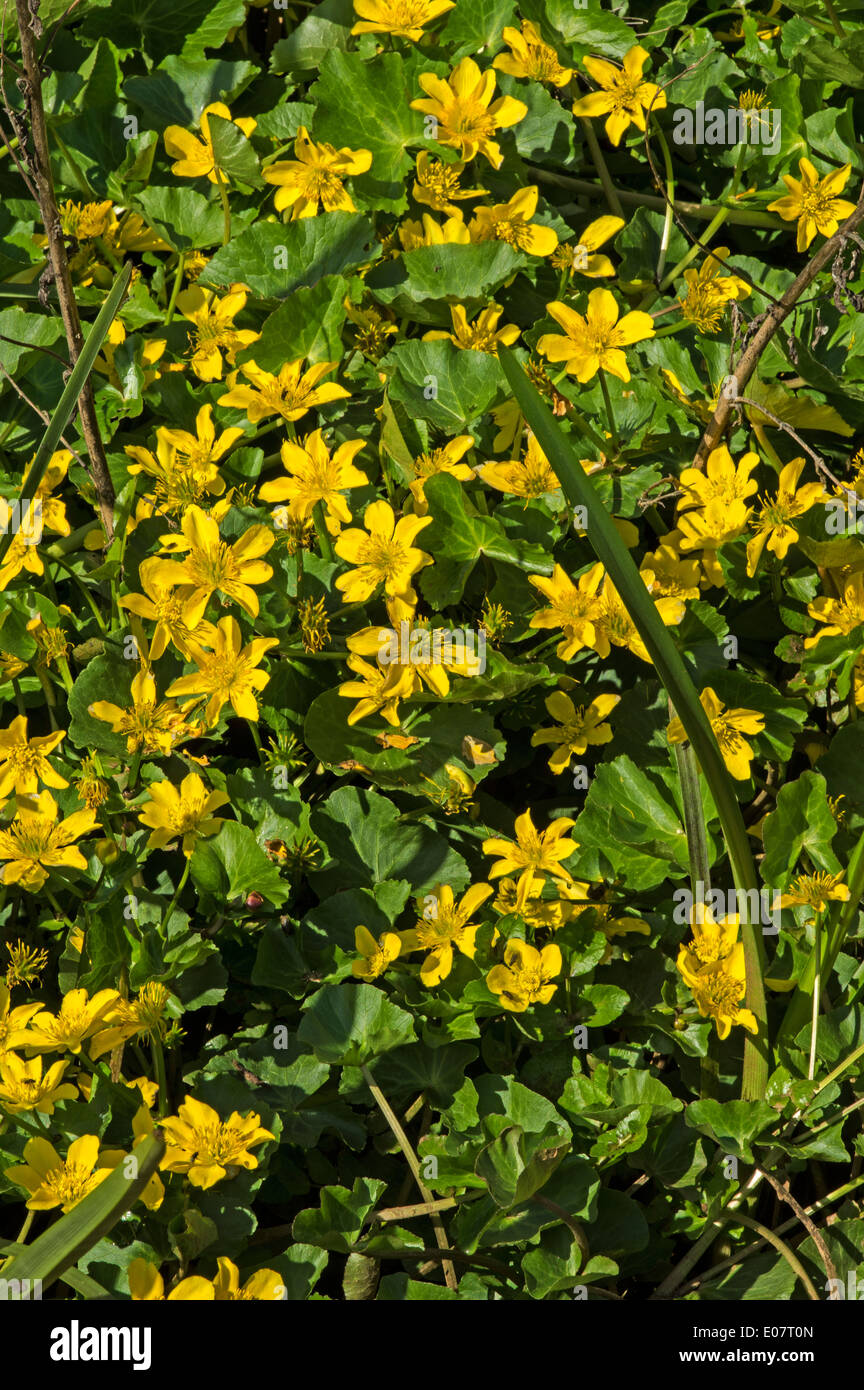 Marsh Marigold. Common in wet habitats in spring Stock Photo - Alamy