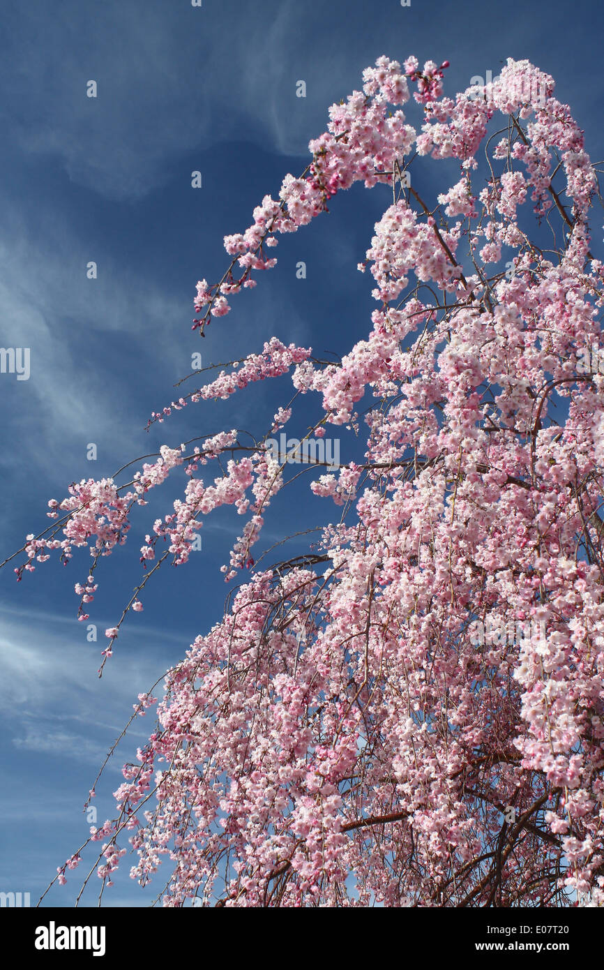 Pink tree spring hi-res stock photography and images - Alamy