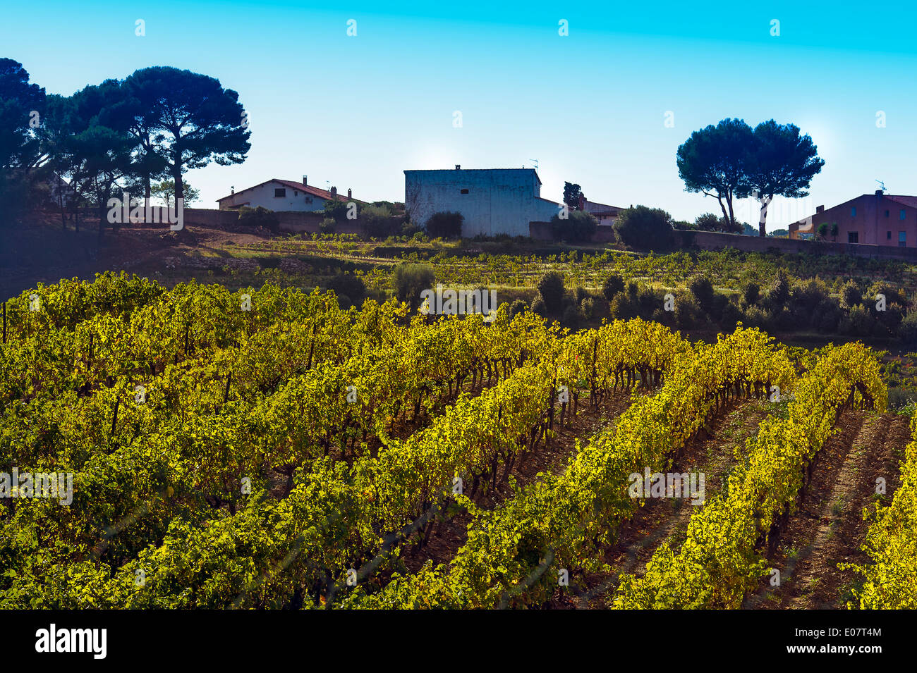Cassis vineyard hi-res stock photography and images - Alamy