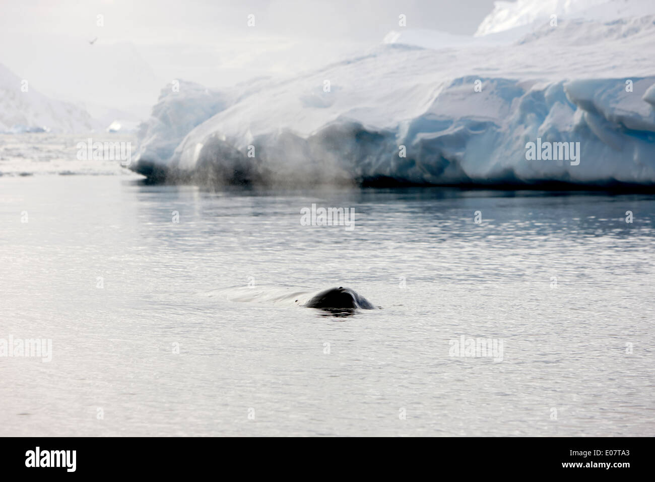 humpback whale logging and breathing on surface of wilhelmina bay ...