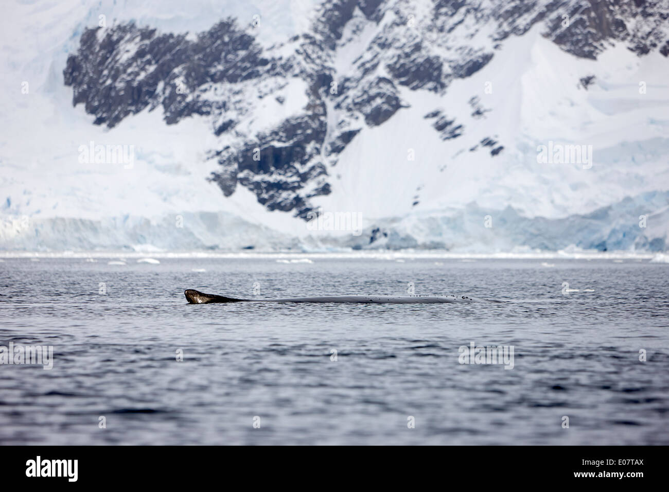 humpback whale logging on surface of wilhelmina bay Antarctica Stock ...