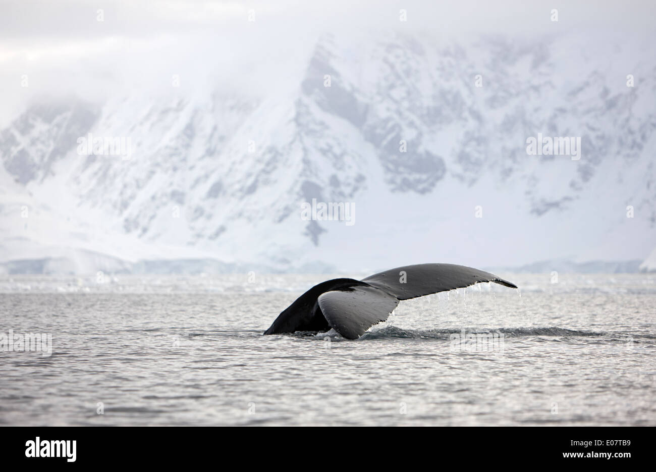 humpback whale lifting its tail above surface of wilhelmina bay ...