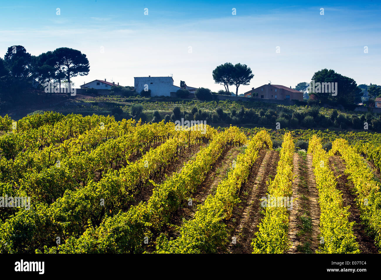 Cassis vineyard hi-res stock photography and images - Alamy