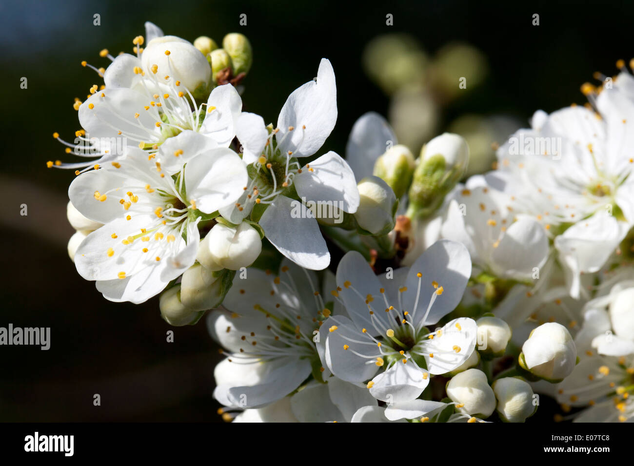 Merryweather hi-res stock photography and images - Alamy