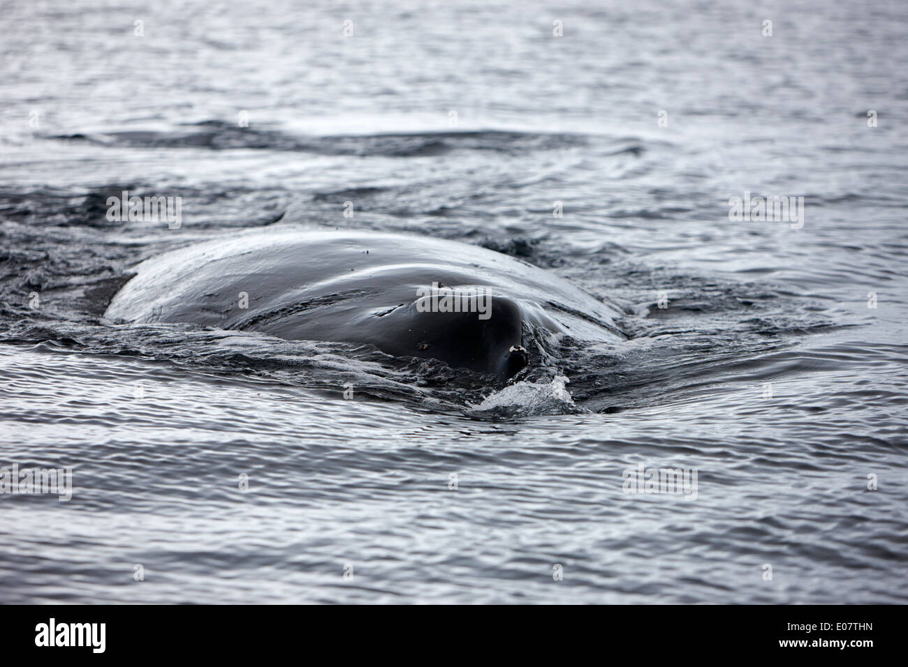 humpback whale logging on surface of wilhelmina bay Antarctica Stock ...