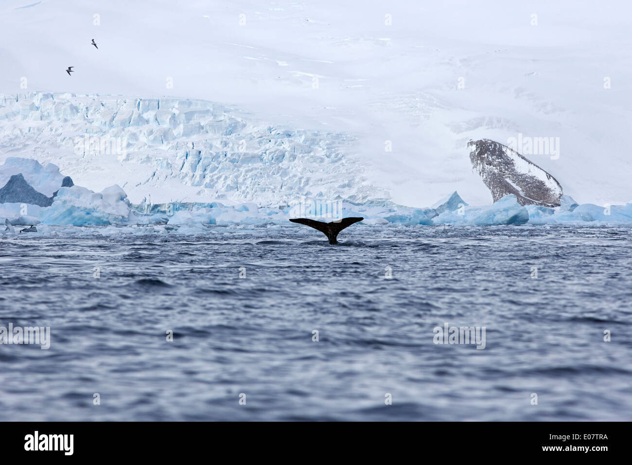 humpback whale lifting its tail above surface of cierva cove Antarctica ...
