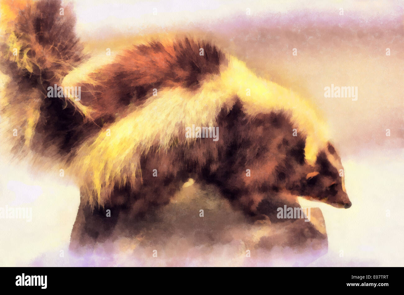 Striped skunks (Latin Mephitis mephitis Schreber) - genus of ...