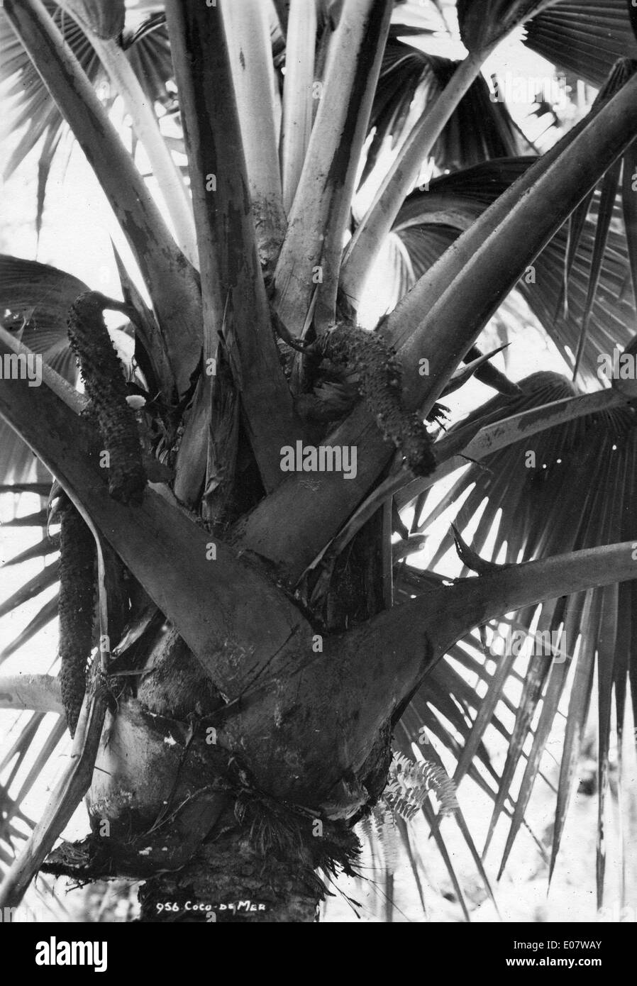 Vintage seychelles hi-res stock photography and images - Alamy