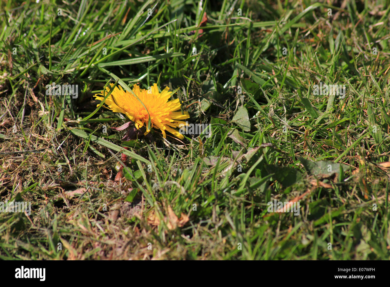 Dandelion in middle of lawn Stock Photo - Alamy