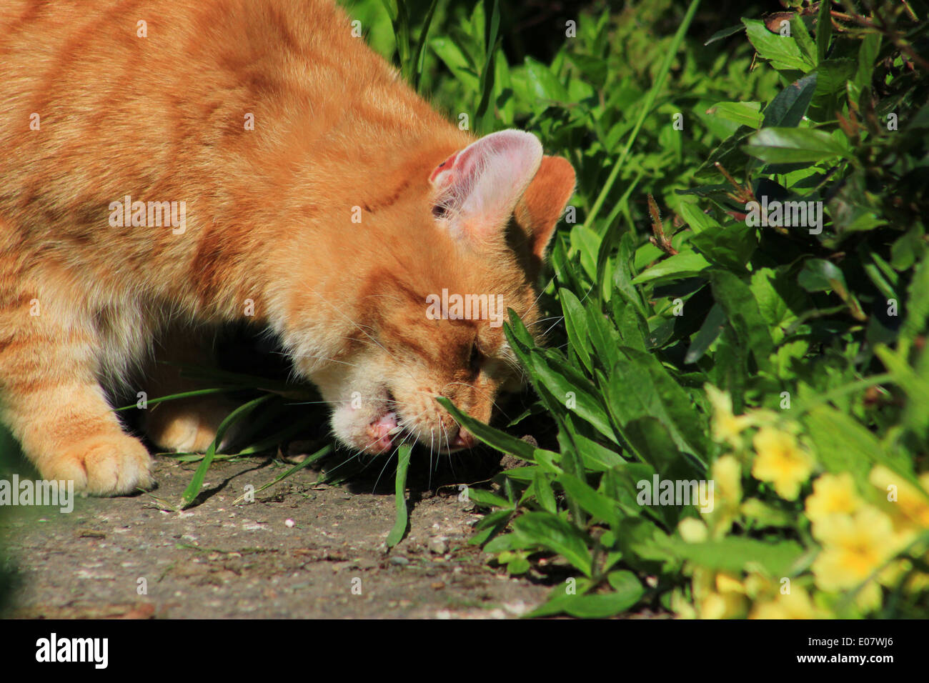 Ginger cat in garden eating grass Stock Photo - Alamy