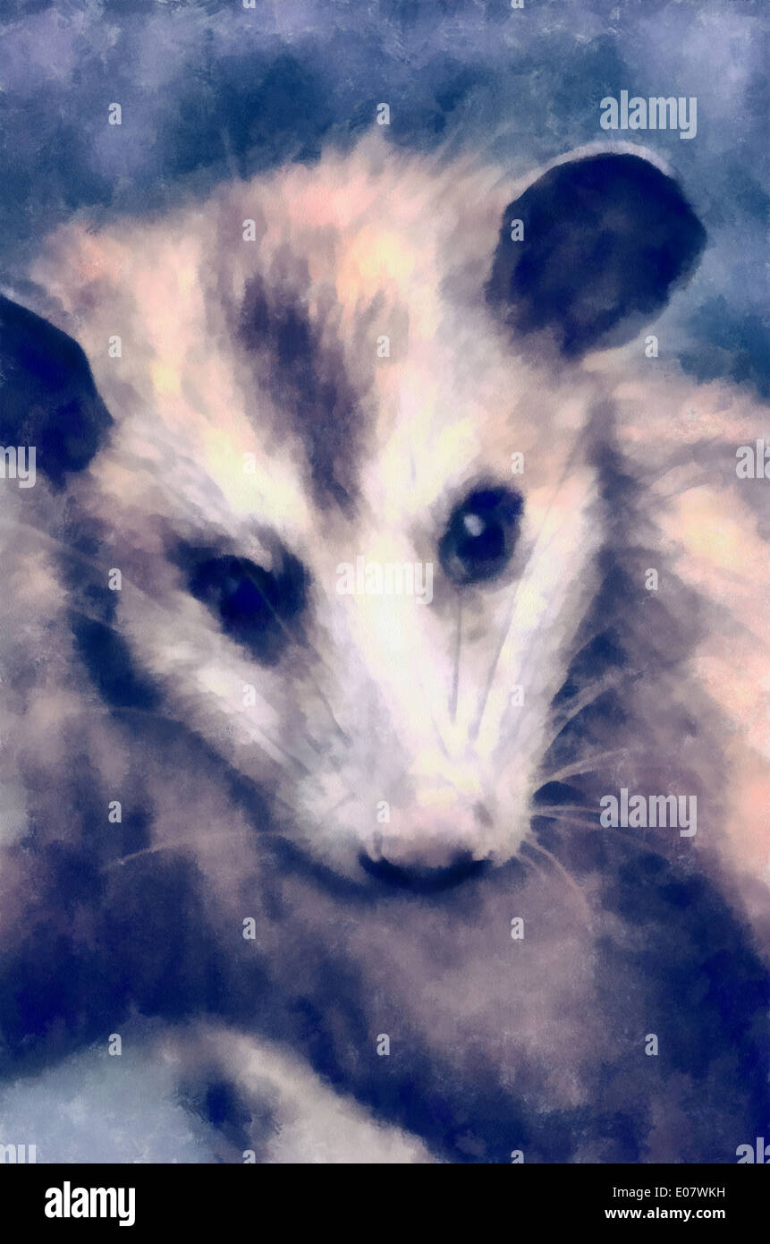 Opossum illustrations hi-res stock photography and images - Alamy