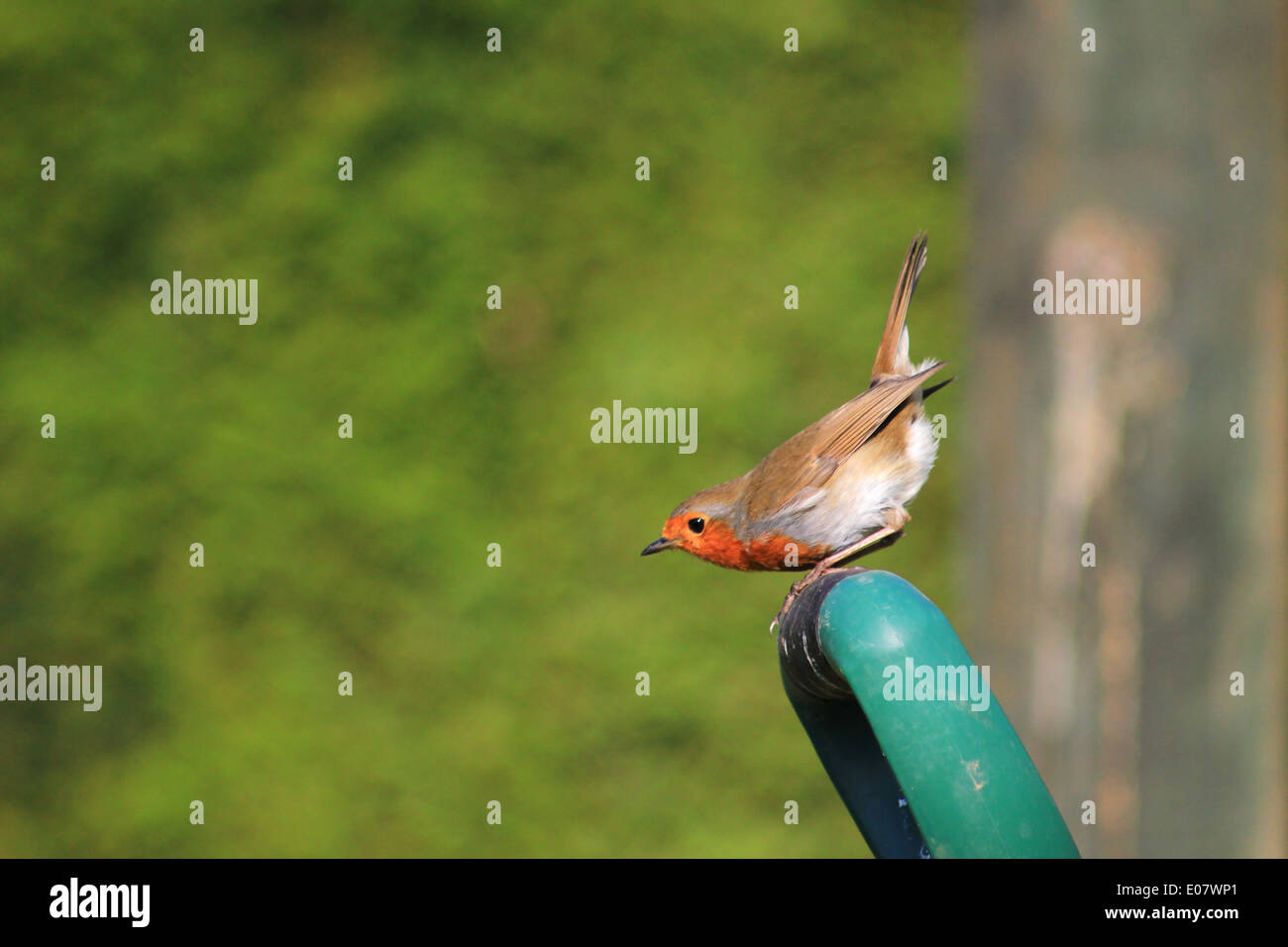 Robin on spade handle about to fly away Stock Photo - Alamy