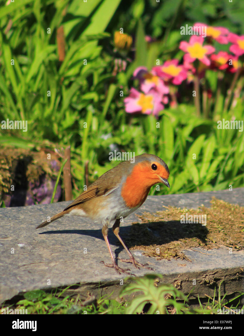 Robin in flowers hi-res stock photography and images - Alamy