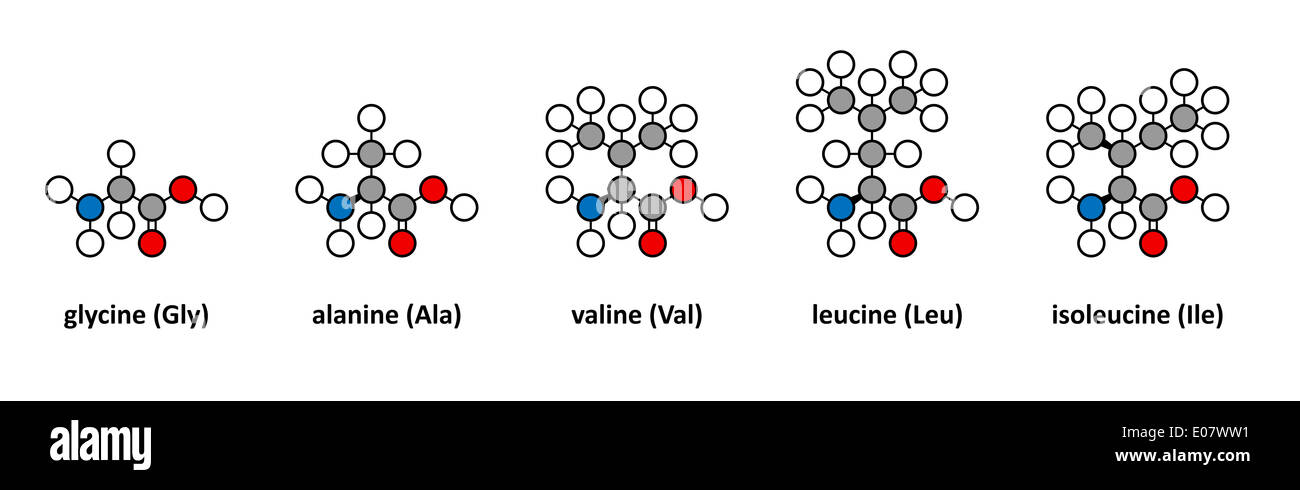 Glycine, alanine, valine, leucine and isoleucine amino acids. Stylized ...