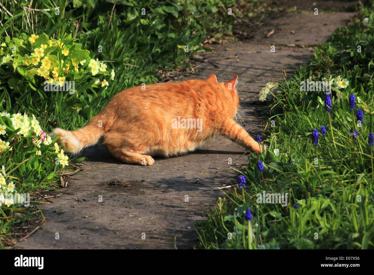 Ginger cat hunting on garden path Stock Photo - Alamy