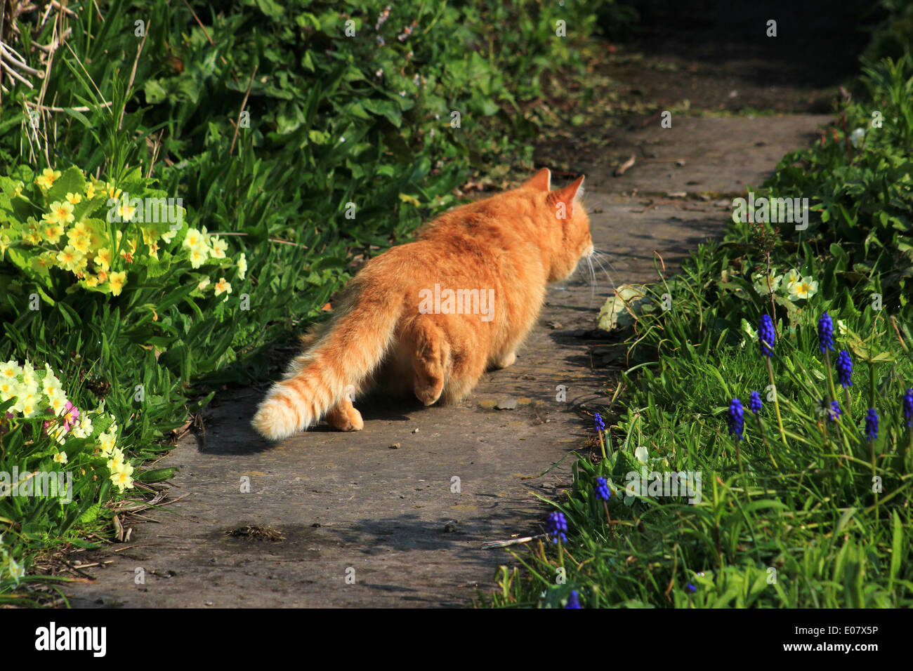 Ginger cat hunting on garden path Stock Photo - Alamy