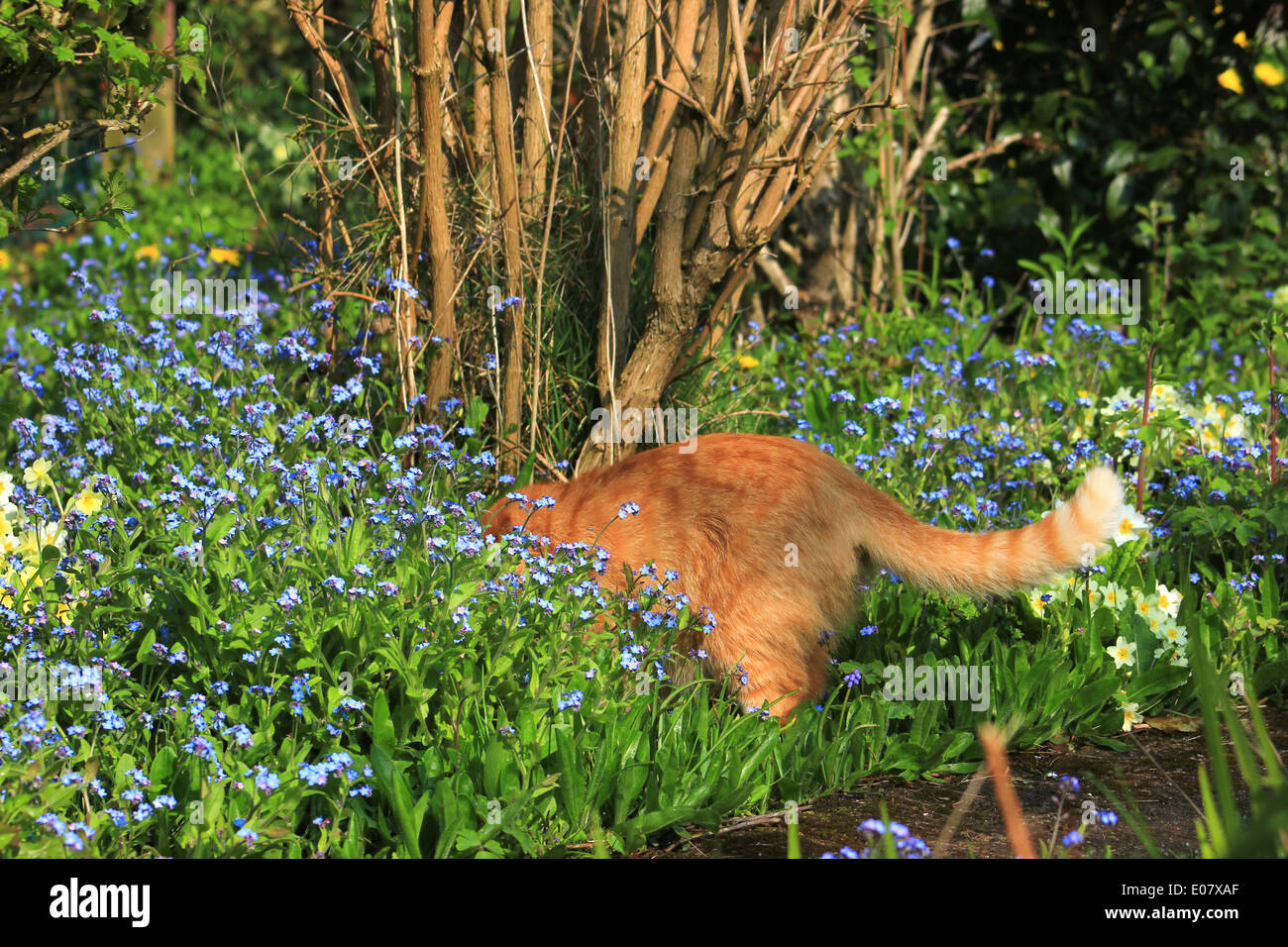 Ginger cat hunting in garden with flowers Stock Photo - Alamy