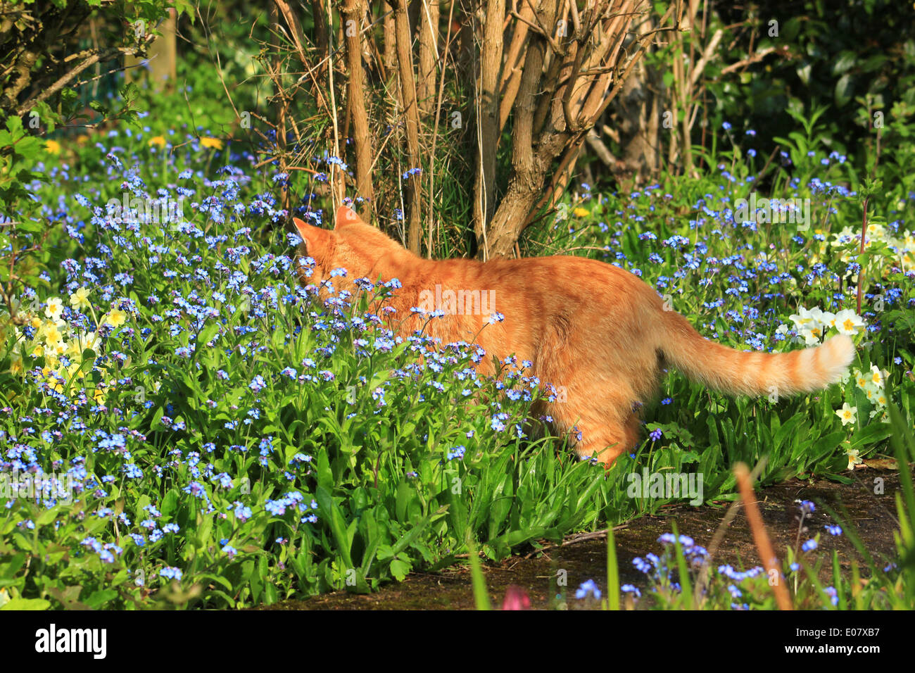 Ginger cat hunting in garden with flowers Stock Photo - Alamy