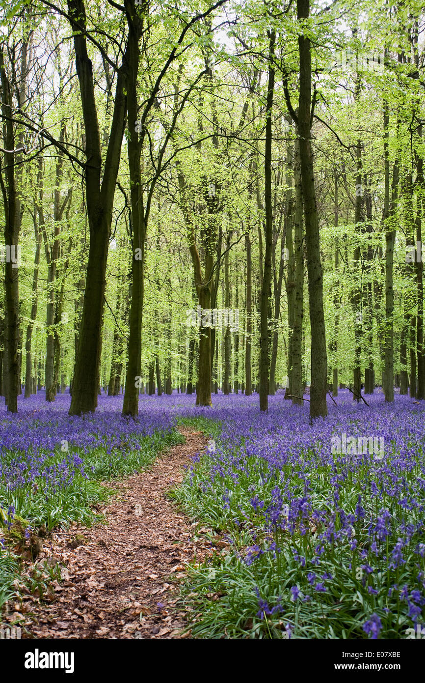 Path through bluebell wood hi-res stock photography and images - Alamy