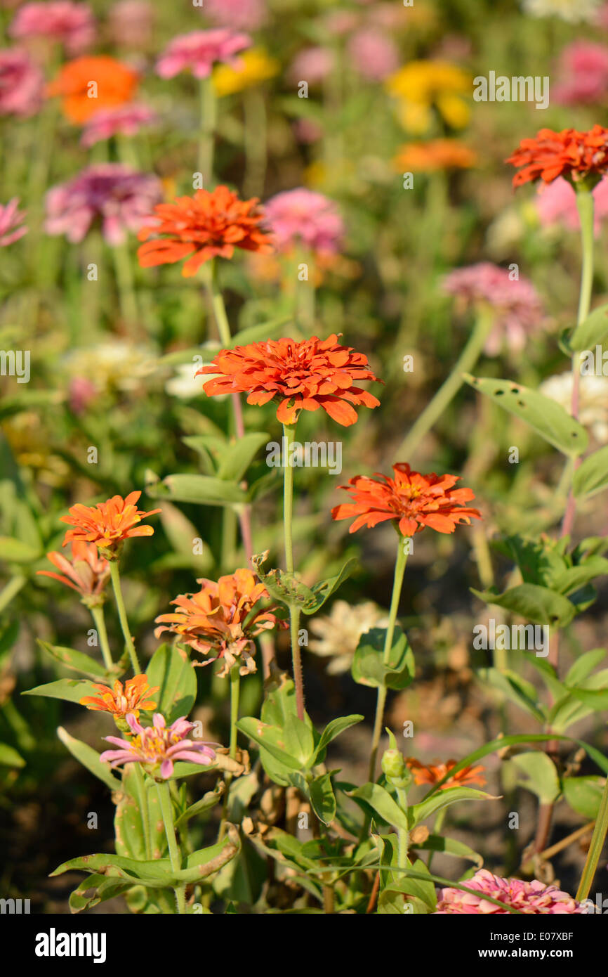 beautiful Zinnia flower (Zinnia elegans) at Thai flower garden Stock ...