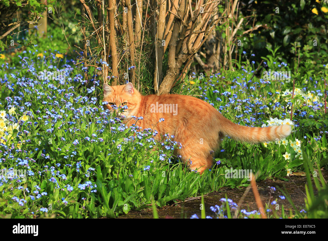 Ginger cat hunting in garden with flowers Stock Photo - Alamy