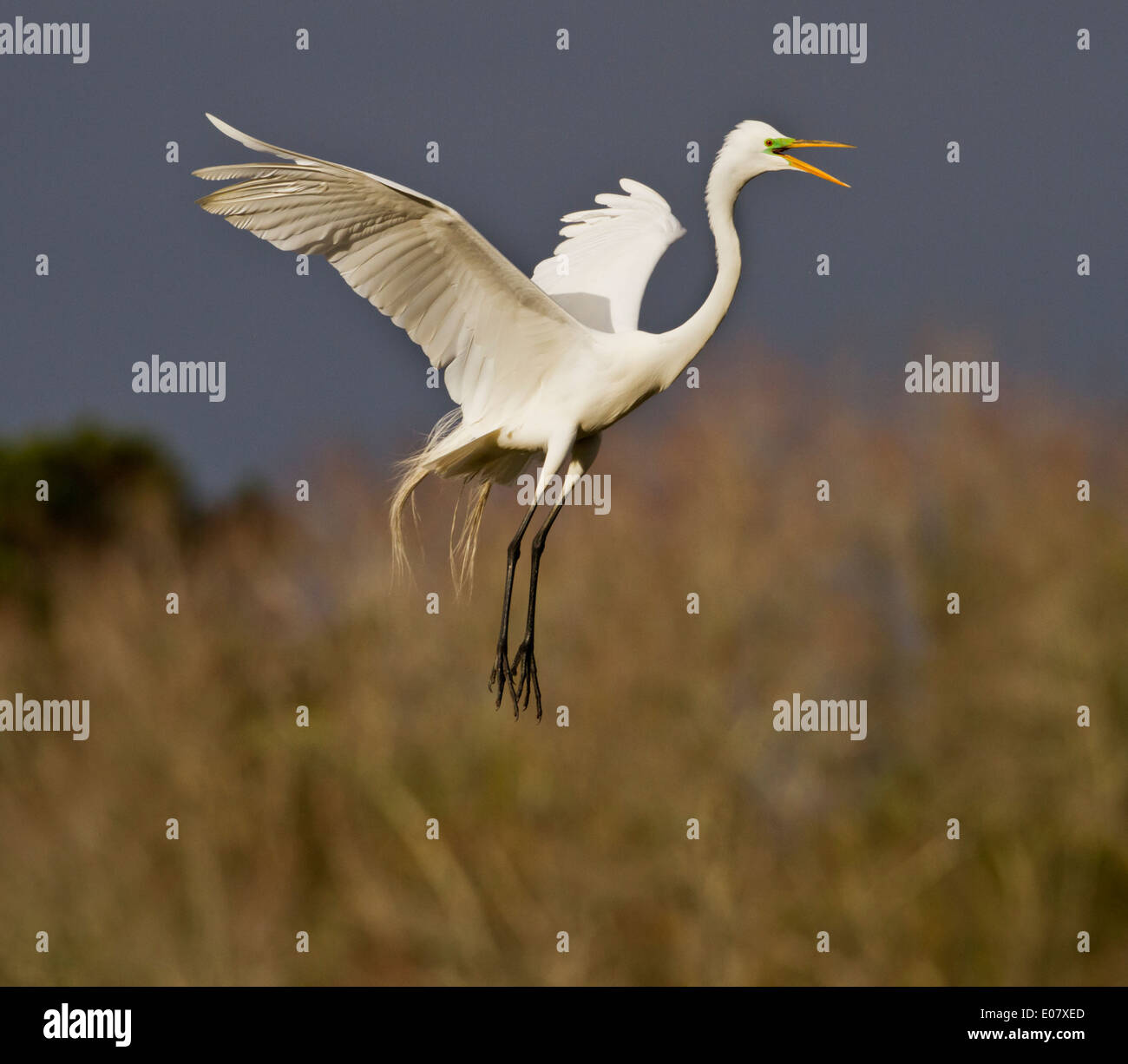 Breeding coloration hi-res stock photography and images - Alamy