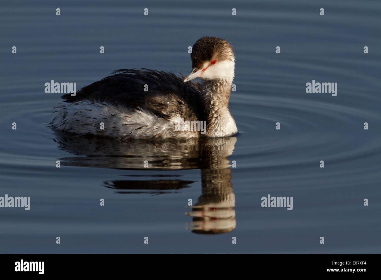Grebe in winter plumage hi-res stock photography and images - Alamy