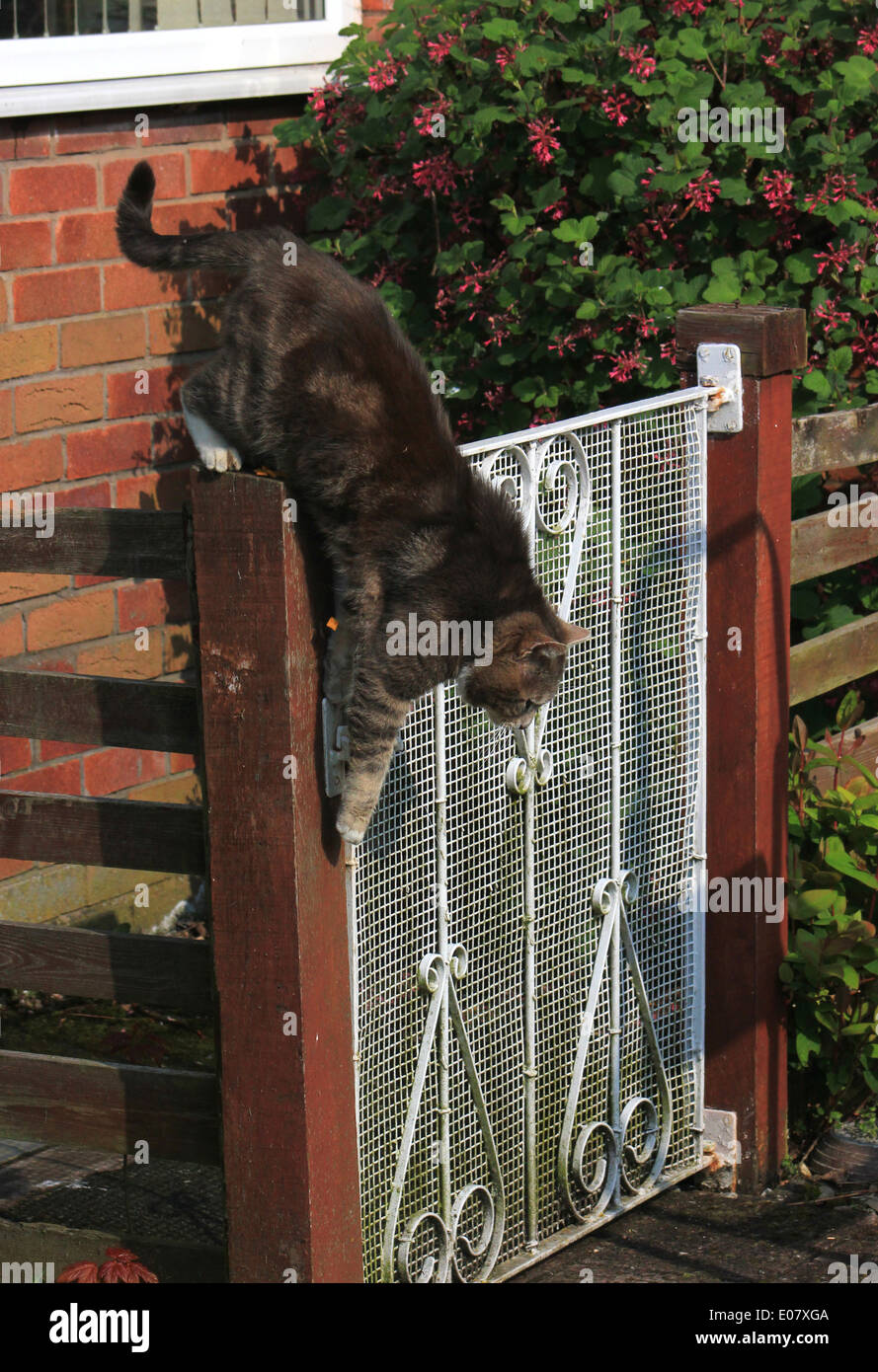 Climbing plants fence hi-res stock photography and images - Alamy