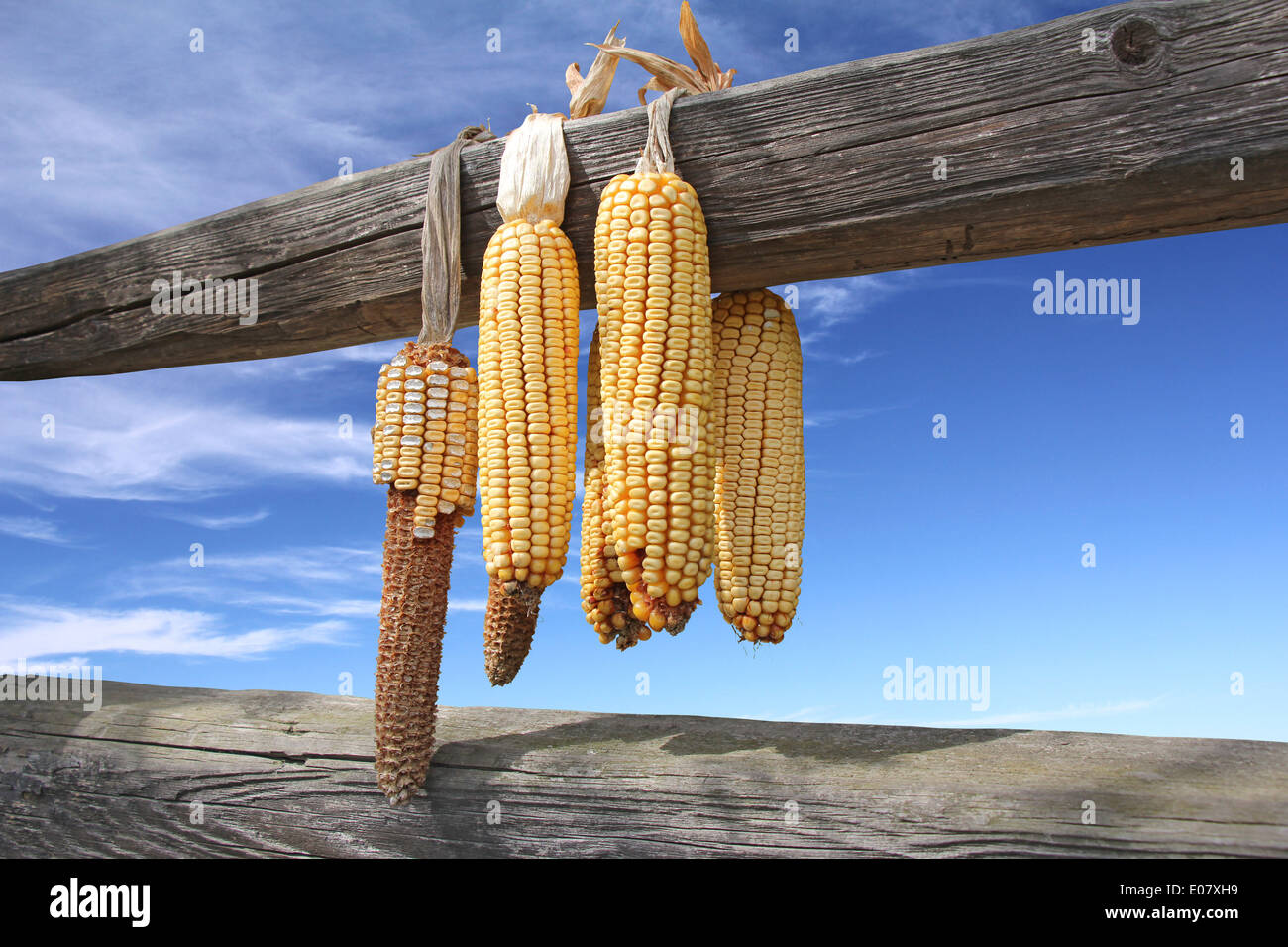 Ears of corn drying on a wooden beam, sky in the background Stock Photo ...