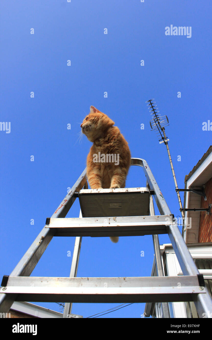 Cat on the ladder hi-res stock photography and images - Alamy