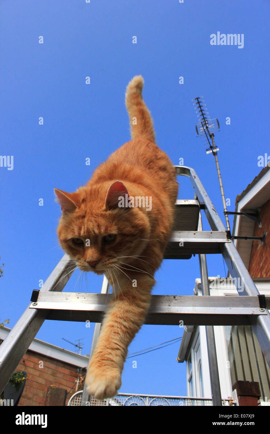 Step ladder hi-res stock photography and images - Alamy