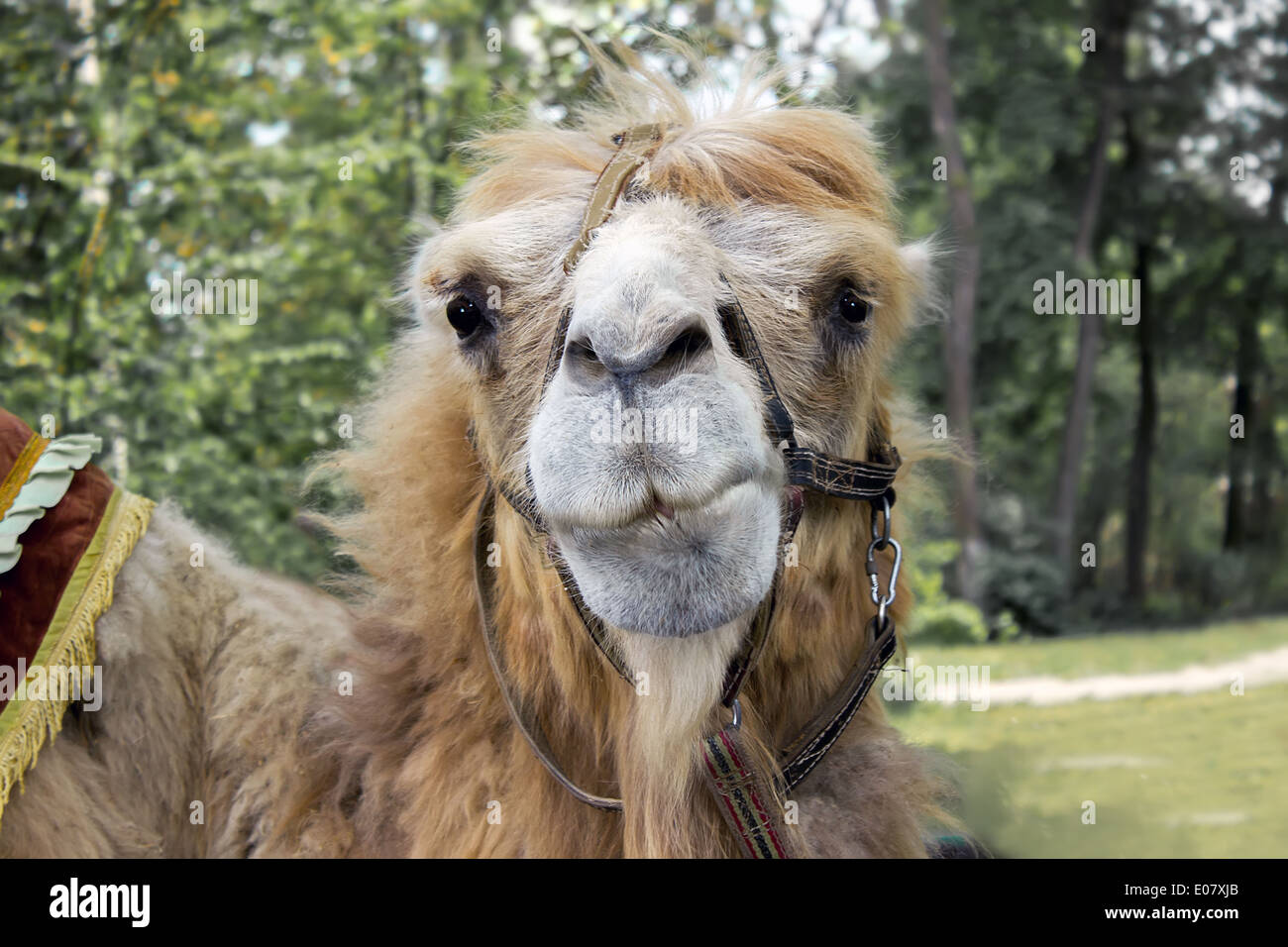 Portrait of Camel head Stock Photo - Alamy