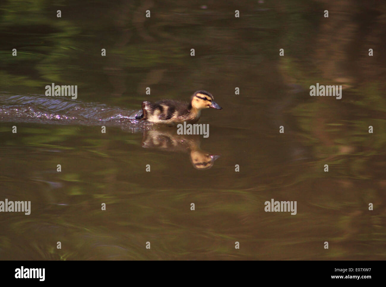Mallard duckling running on water Stock Photo - Alamy