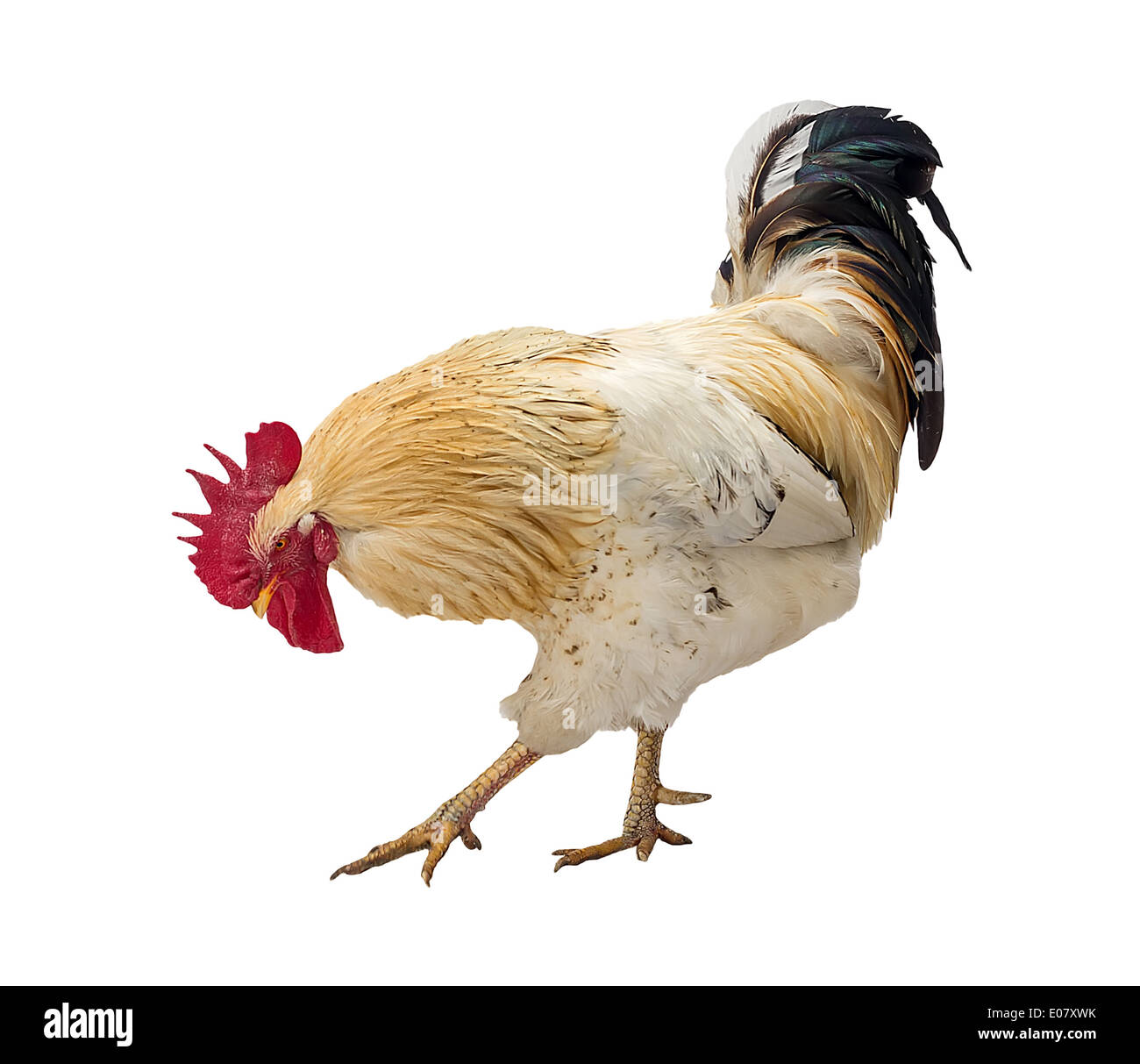 An adult rooster isolated on white background Stock Photo - Alamy