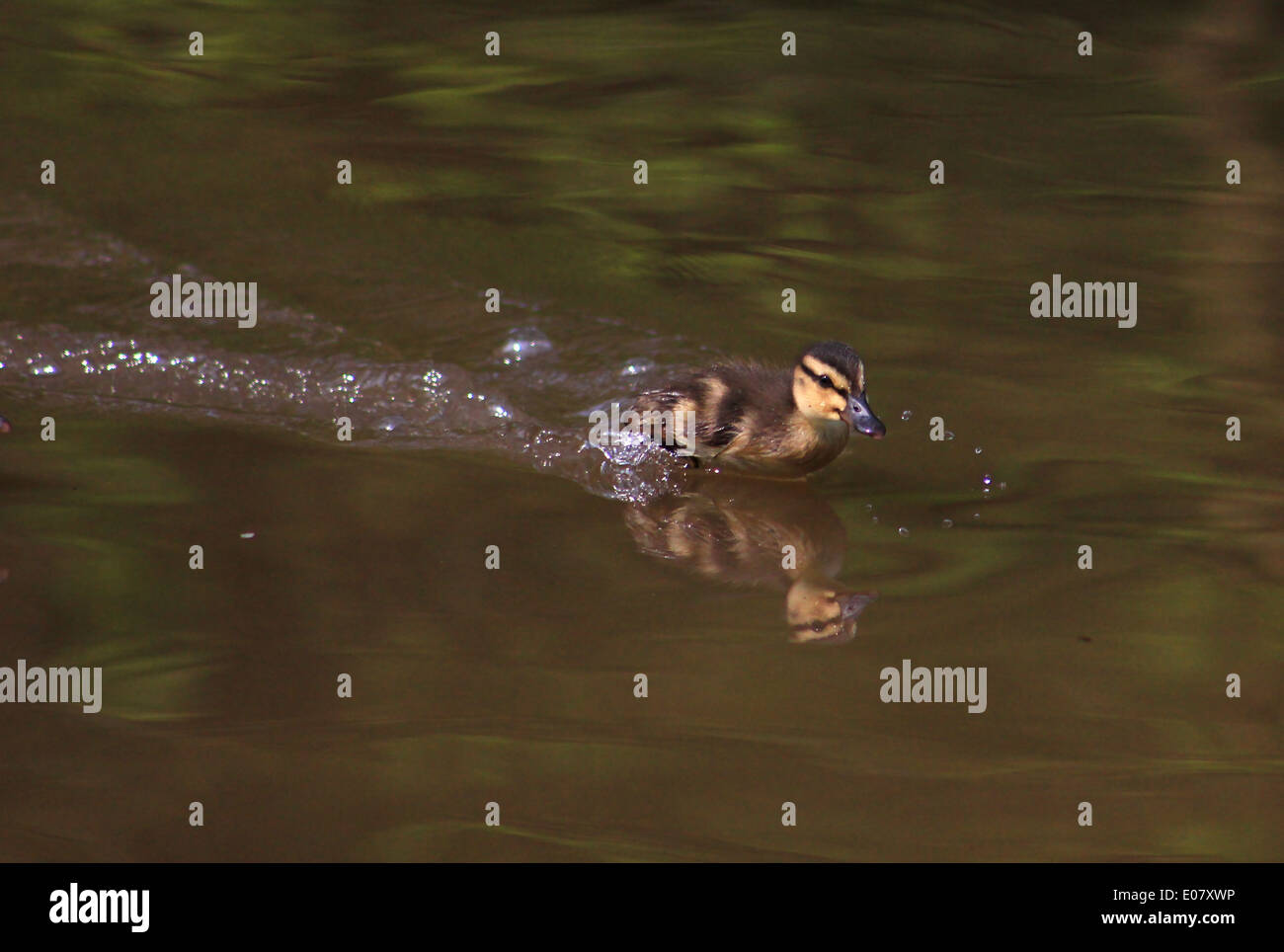 Mallard duckling running on water Stock Photo - Alamy