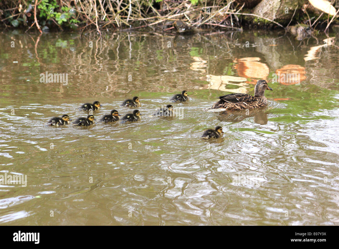 Female mallard with nine duckling hi-res stock photography and images ...