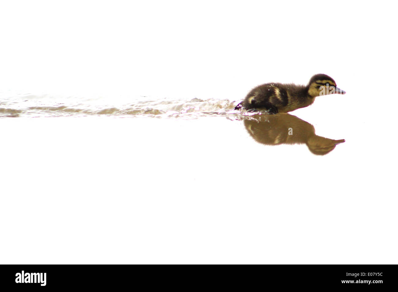 Mallard duckling running on water Stock Photo - Alamy