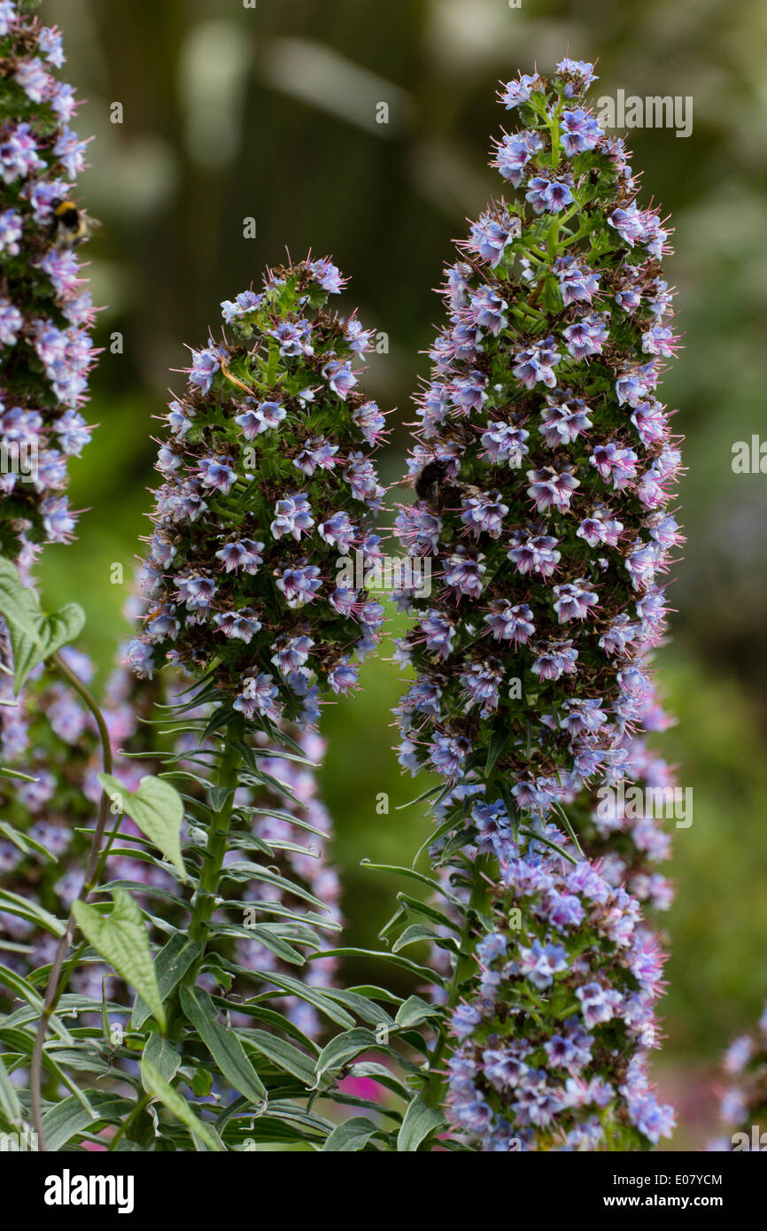 Flower spikes of the perennial subshrub Echium candicans Stock Photo ...