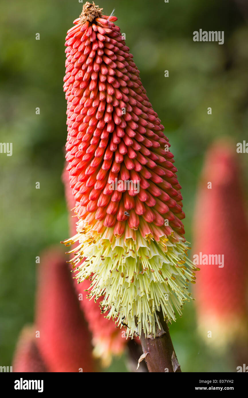 Red hot pokers hi-res stock photography and images - Alamy