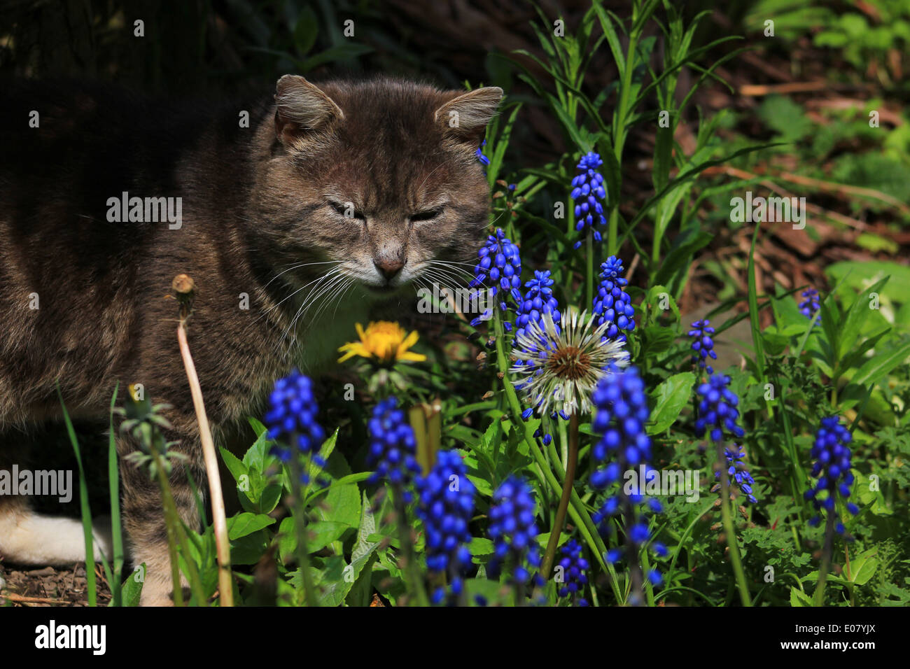 Tabby cat and flowers in garden Stock Photo - Alamy