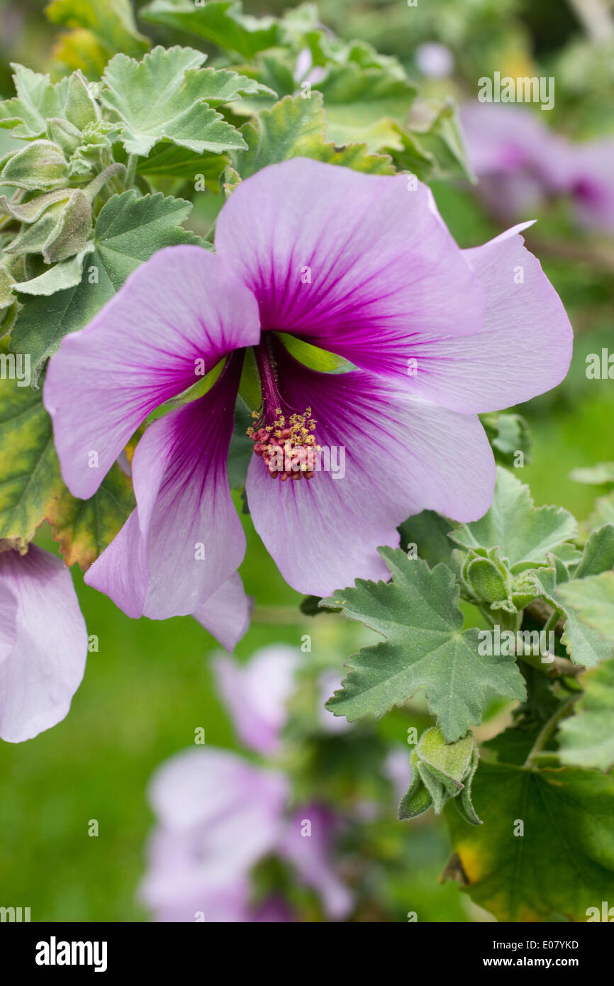 Sea mallow lavatera maritima hi-res stock photography and images - Alamy