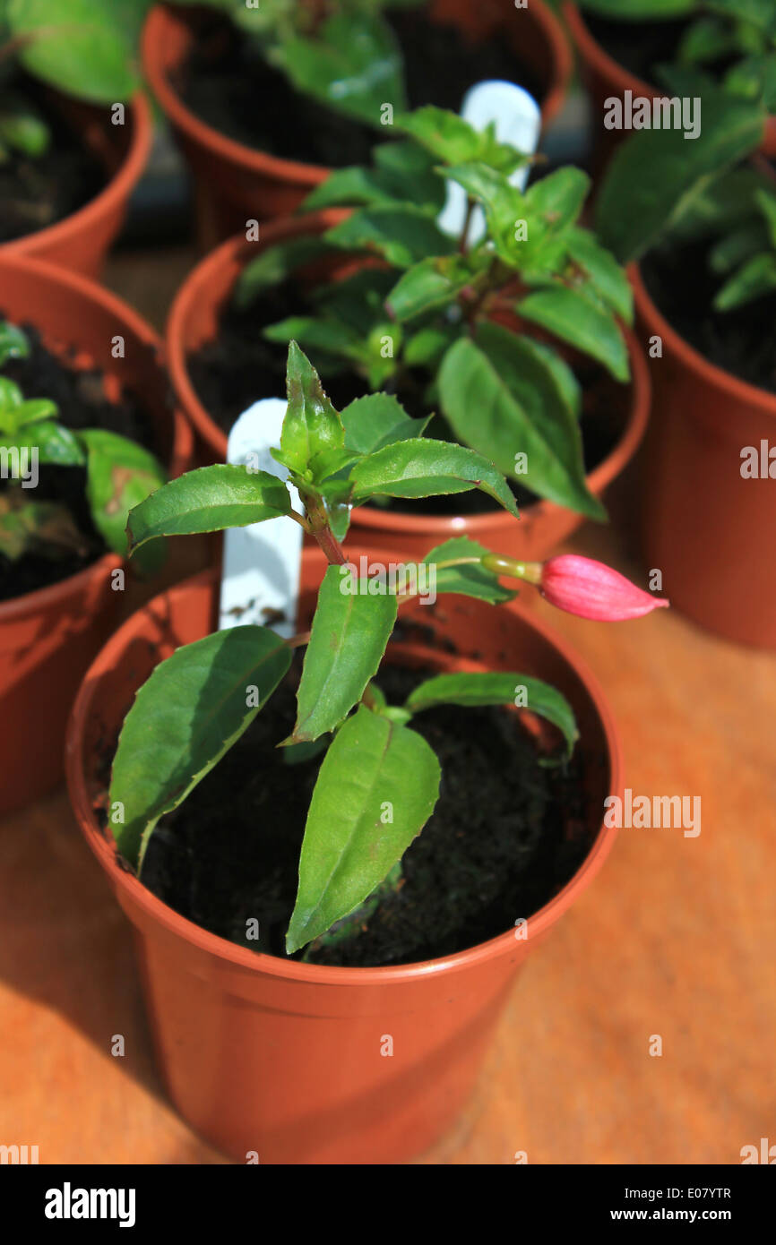 Fuchsia seedlings in plastic plant pots Stock Photo - Alamy