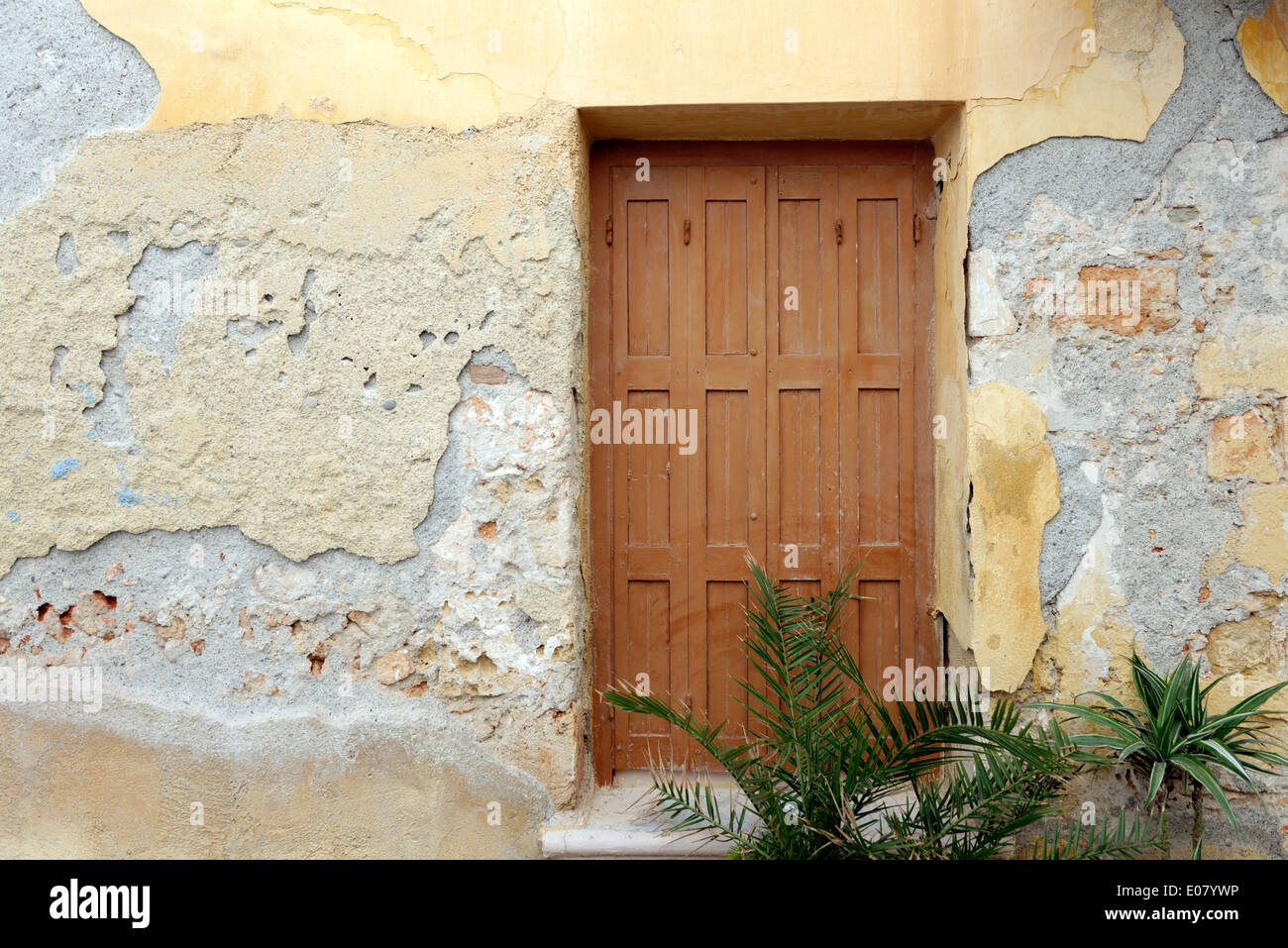 Crumbling yellow wall with wooden door fern plants in front in back ...